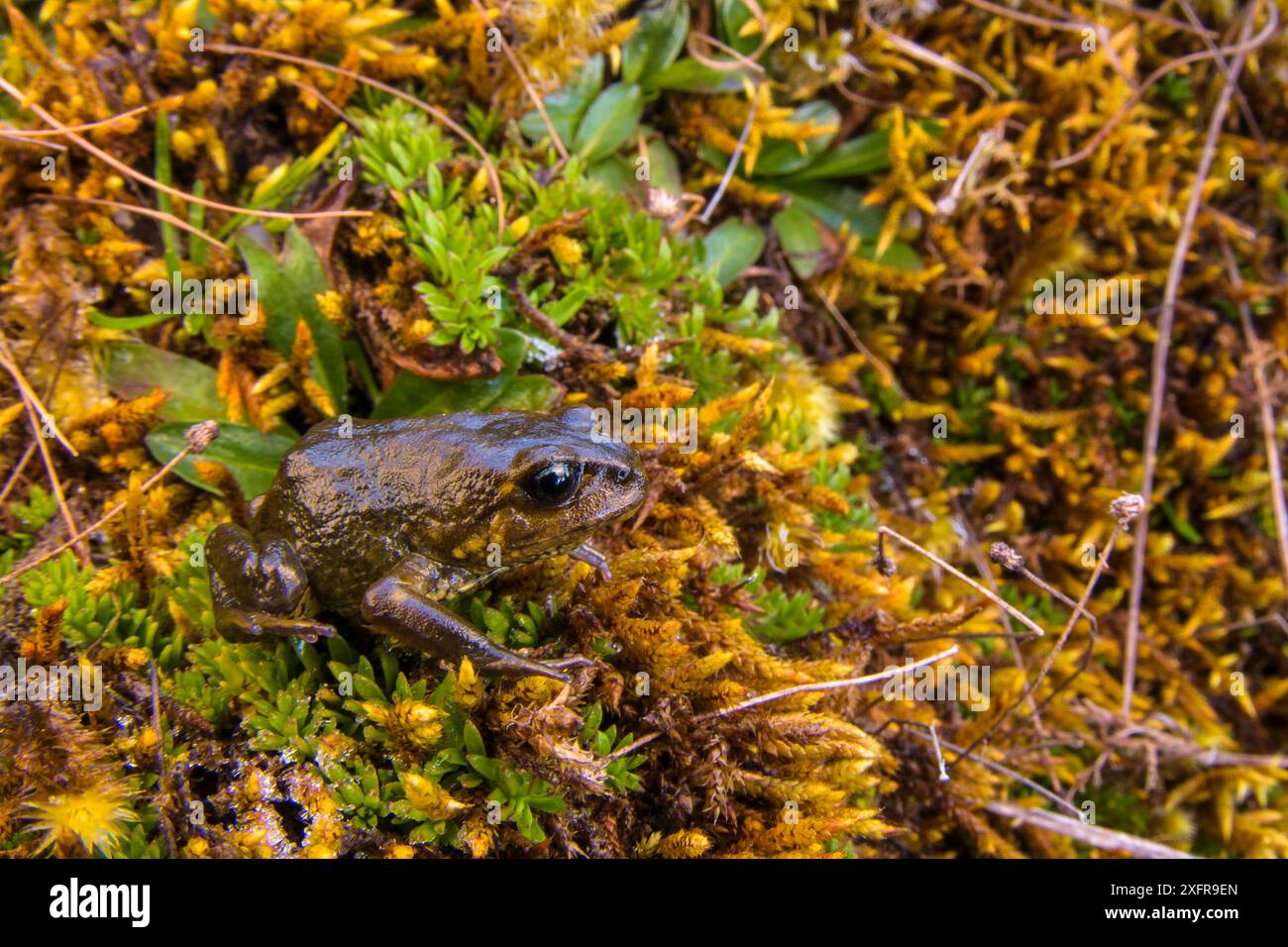 Bryophryne cophites hi-res stock photography and images - Alamy
