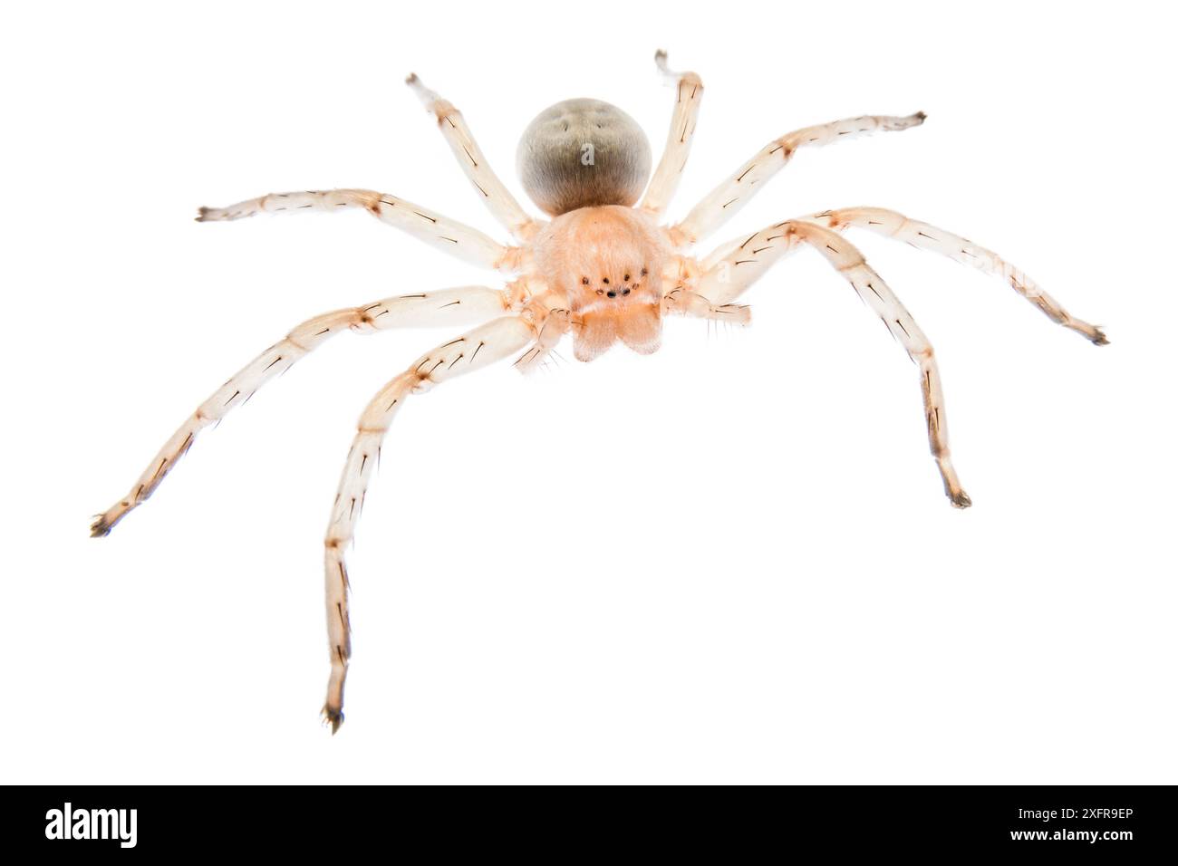 Cart-wheeling spider (Carparachne sp) photographed against white ...
