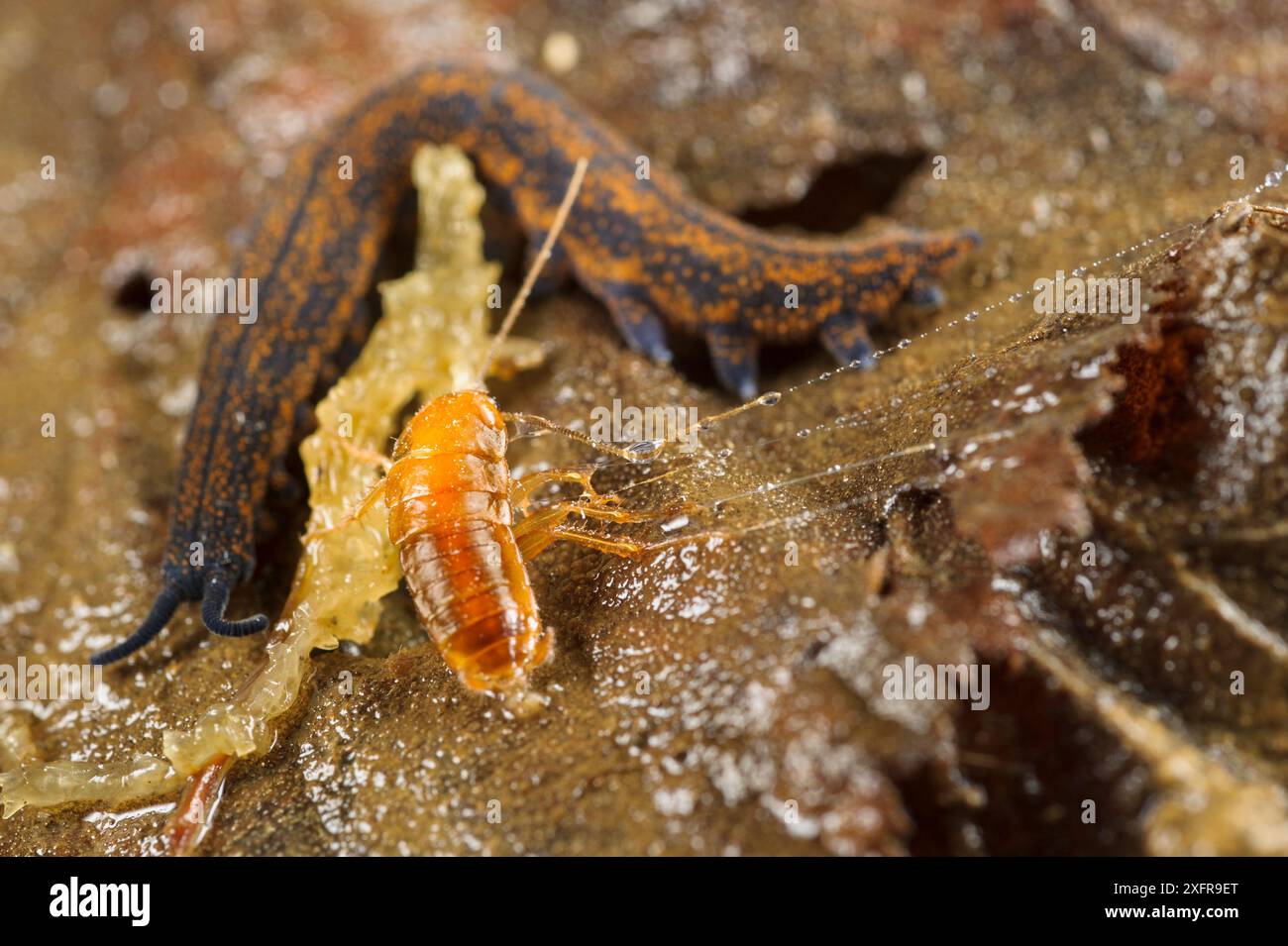 Eats worms invertebrates hi-res stock photography and images - Alamy