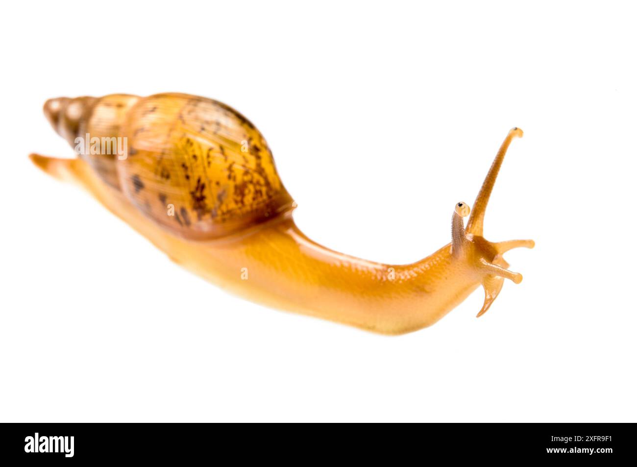 Snail (Euglandina sp.) on white background, Peru Stock Photo - Alamy
