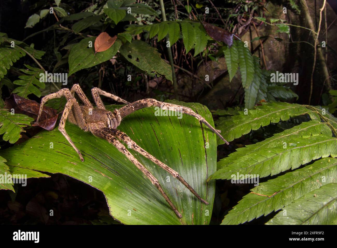 Phoneutria banana spider hi-res stock photography and images - Alamy