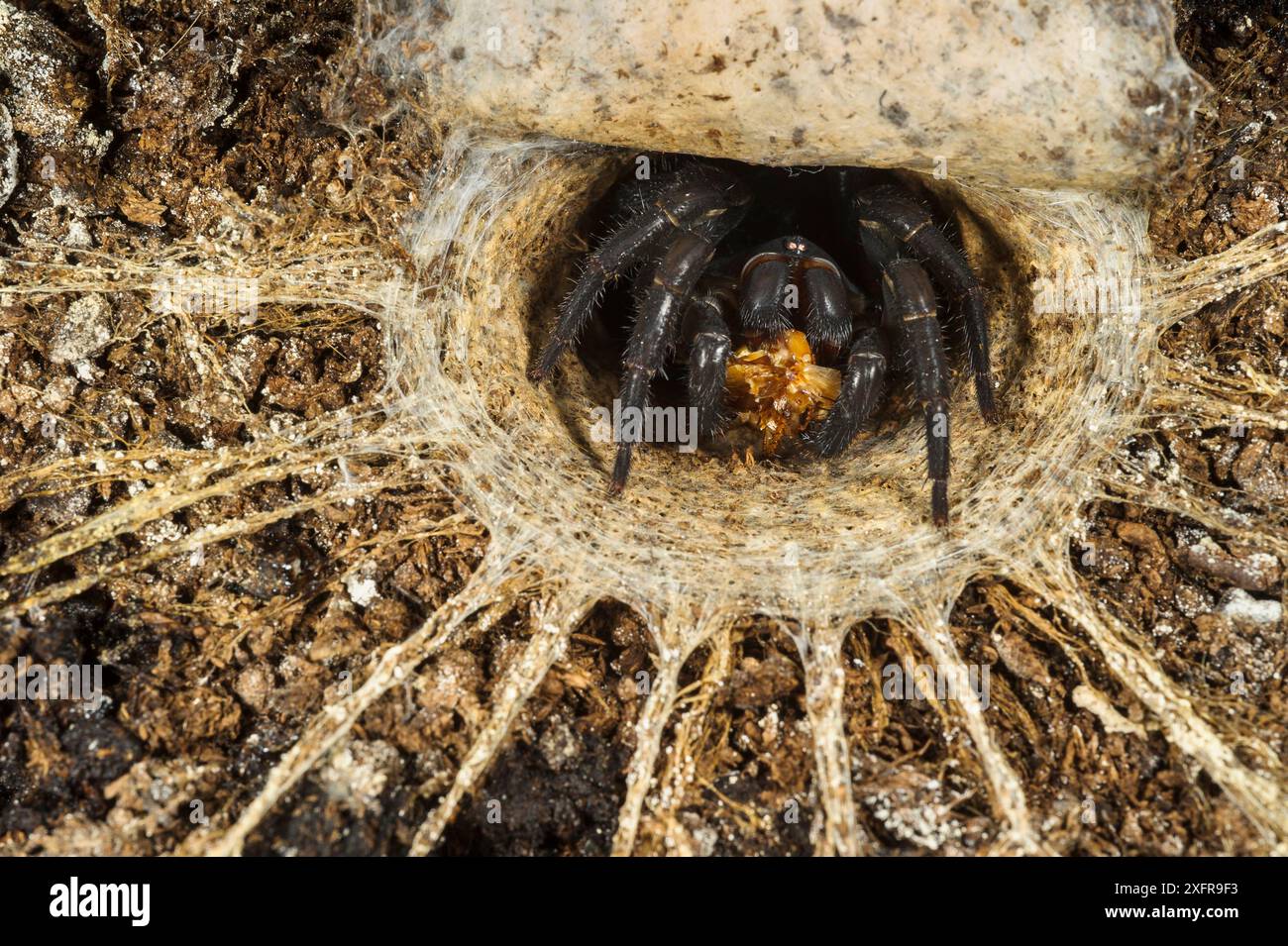 Malaysian trapdoor spider (Liphistius malayanus), adult female in her ...