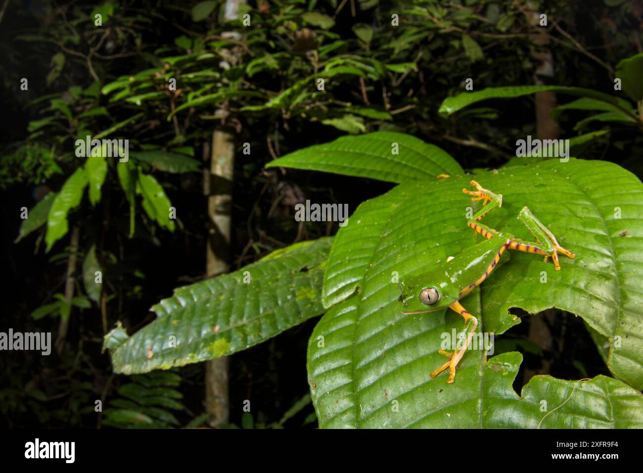 Tiger-leg monkey frog (Phyllomedusa tomopterna) Peru Stock Photo - Alamy