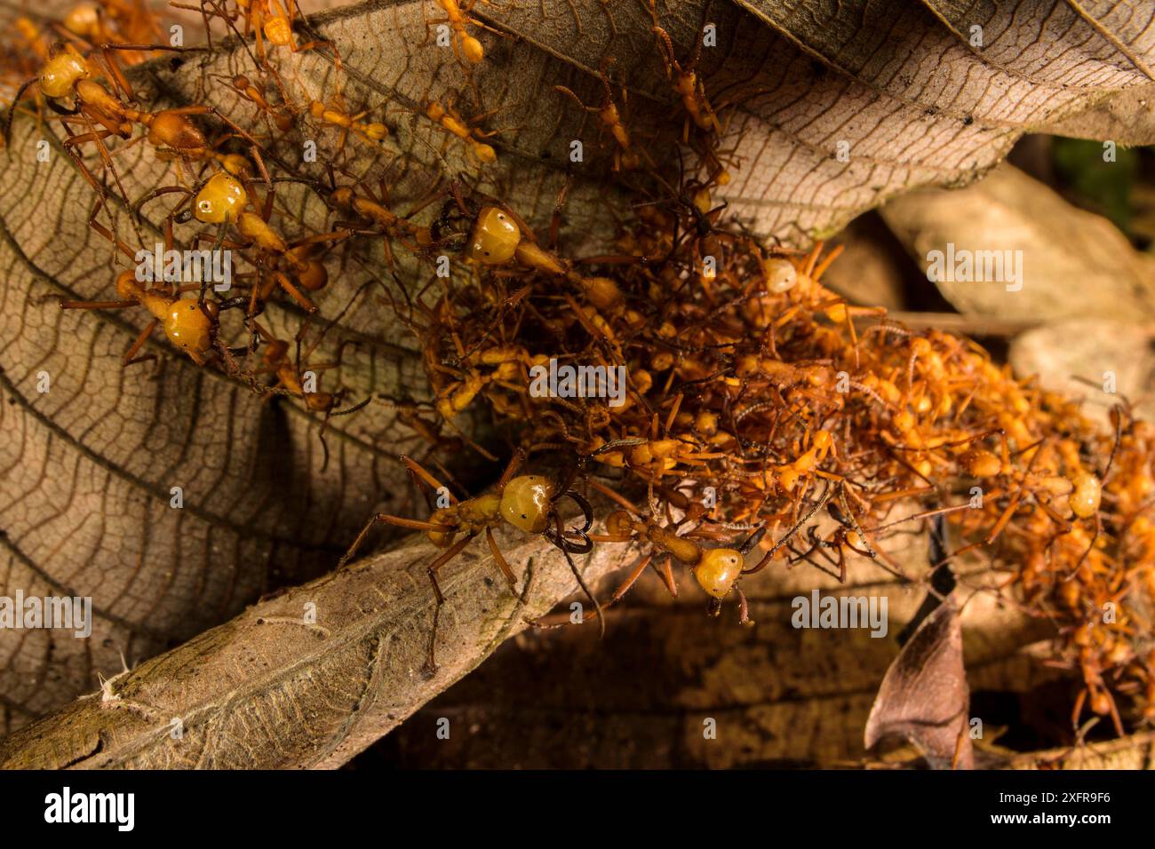 Army ants (Eciton hamatum) soldiers patrolling near the pathway of ...