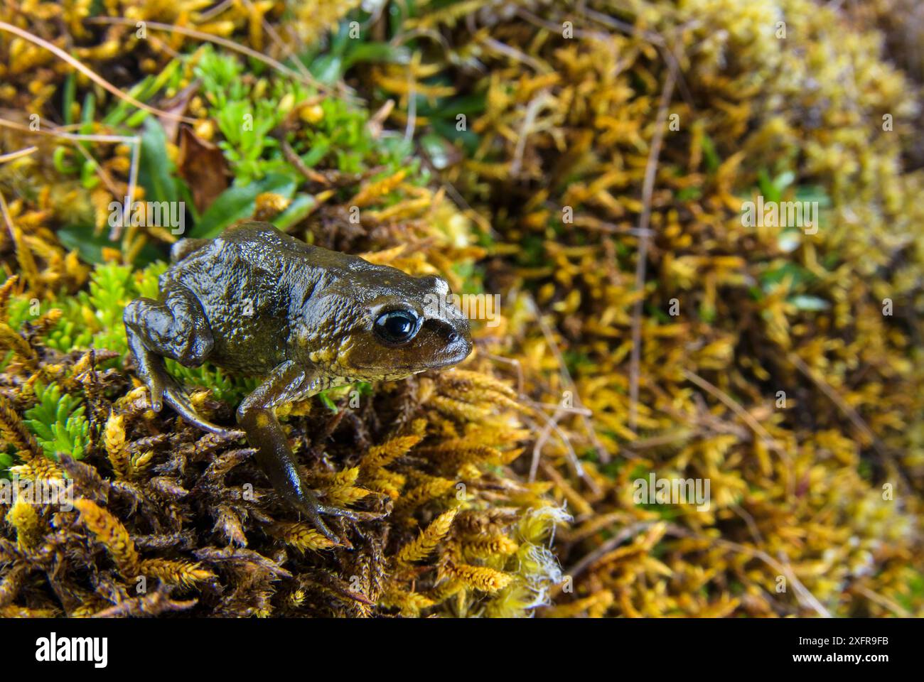 Bryophryne cophites hi-res stock photography and images - Alamy