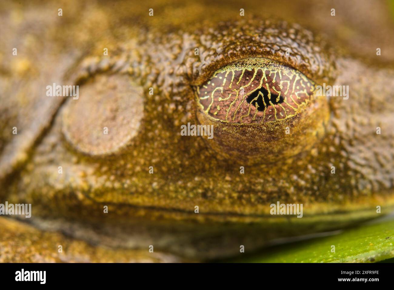 Map treefrog (Hypsiboas geographicus) resting with its eyes disguised by its 'map' on the ...