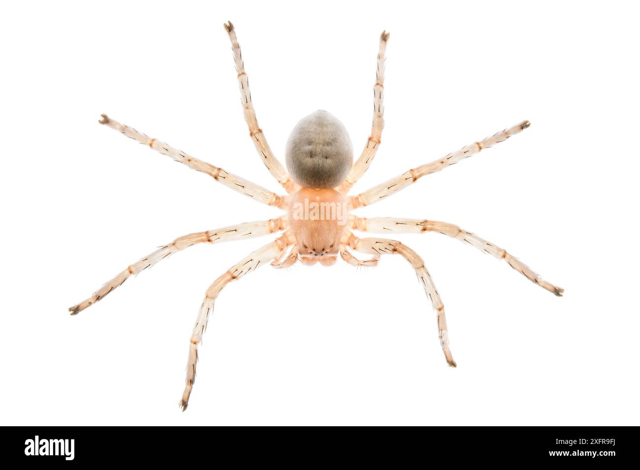 Cart-wheeling spider (Carparachne sp) photographed against white ...