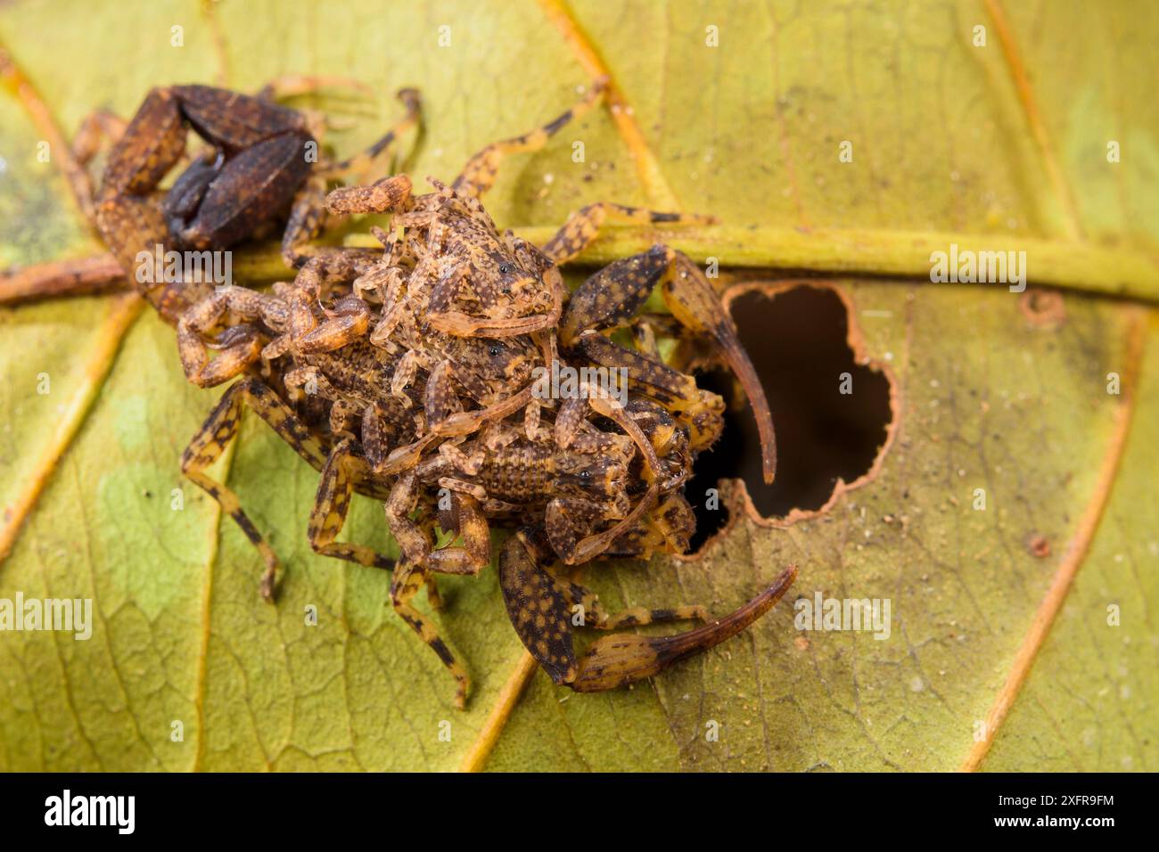 Scorpion (Tytius sylvestris) mother with babies on back, Peru Stock ...