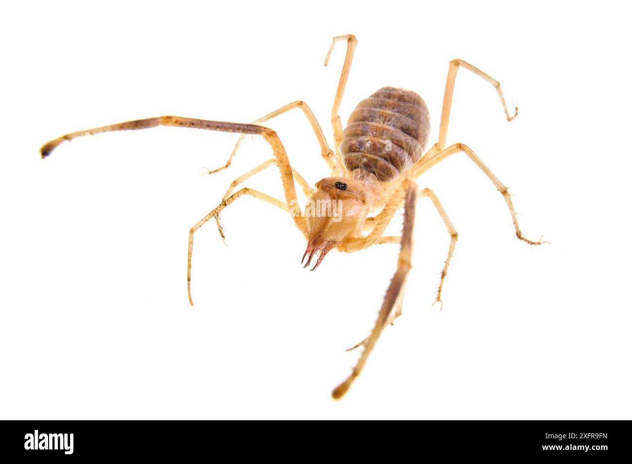 Camel spider (Galeodes sp.), captive Stock Photo - Alamy