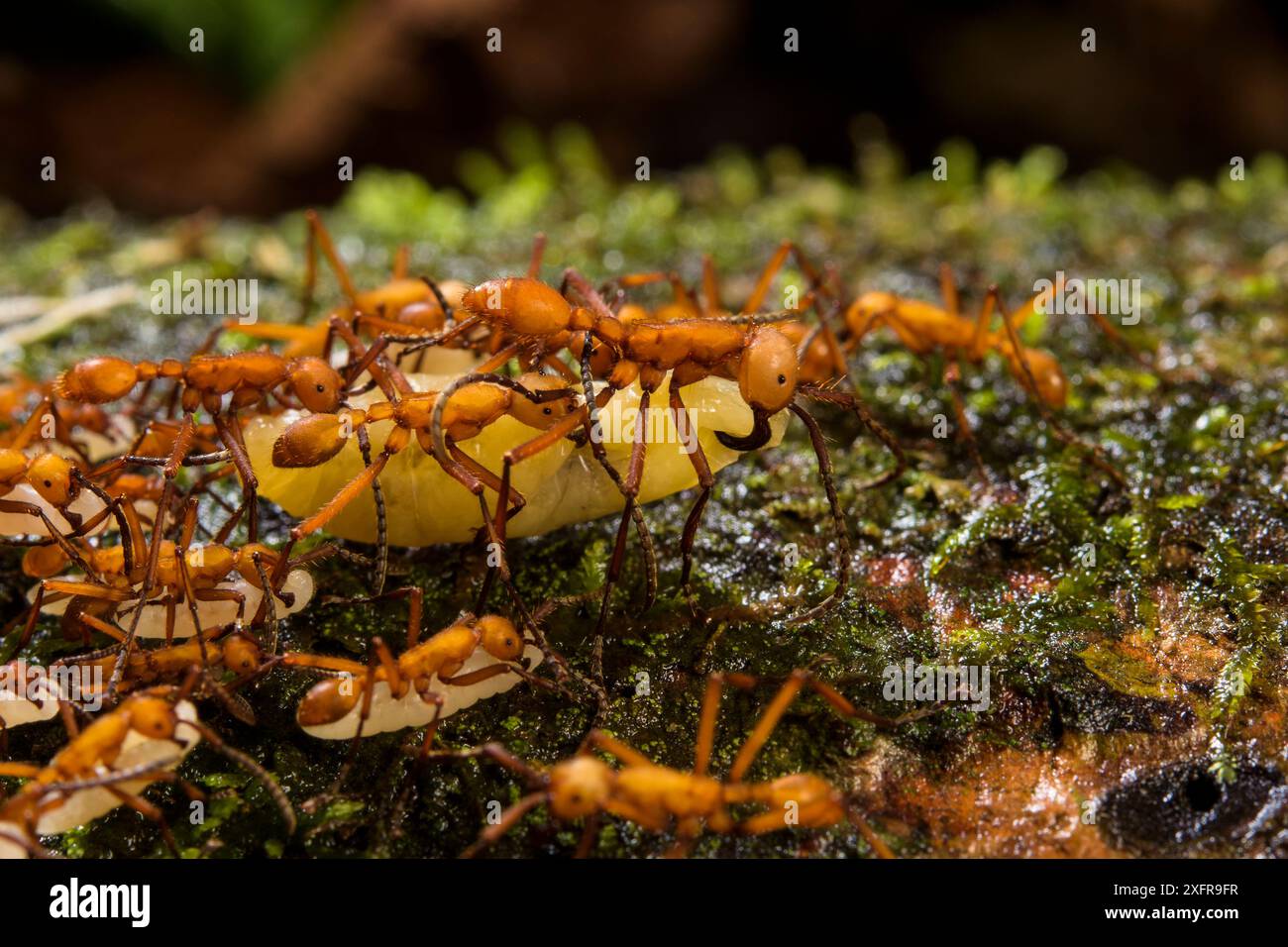 Ant (Eciton hamatum) migrating nest sites carrying larvae and food Los ...
