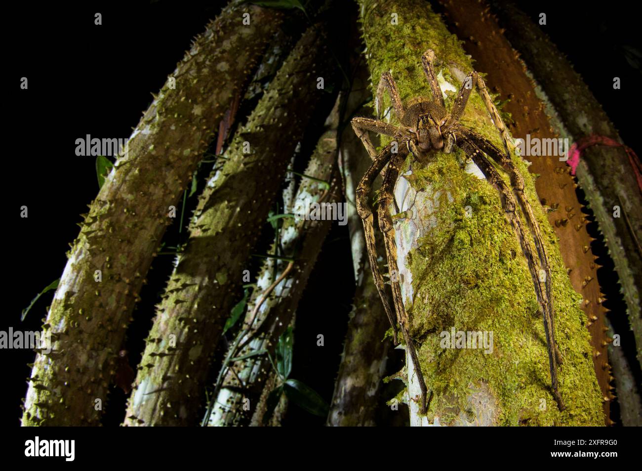 Banana spider (Phoneutria sp.) active at night in the rainforest of ...