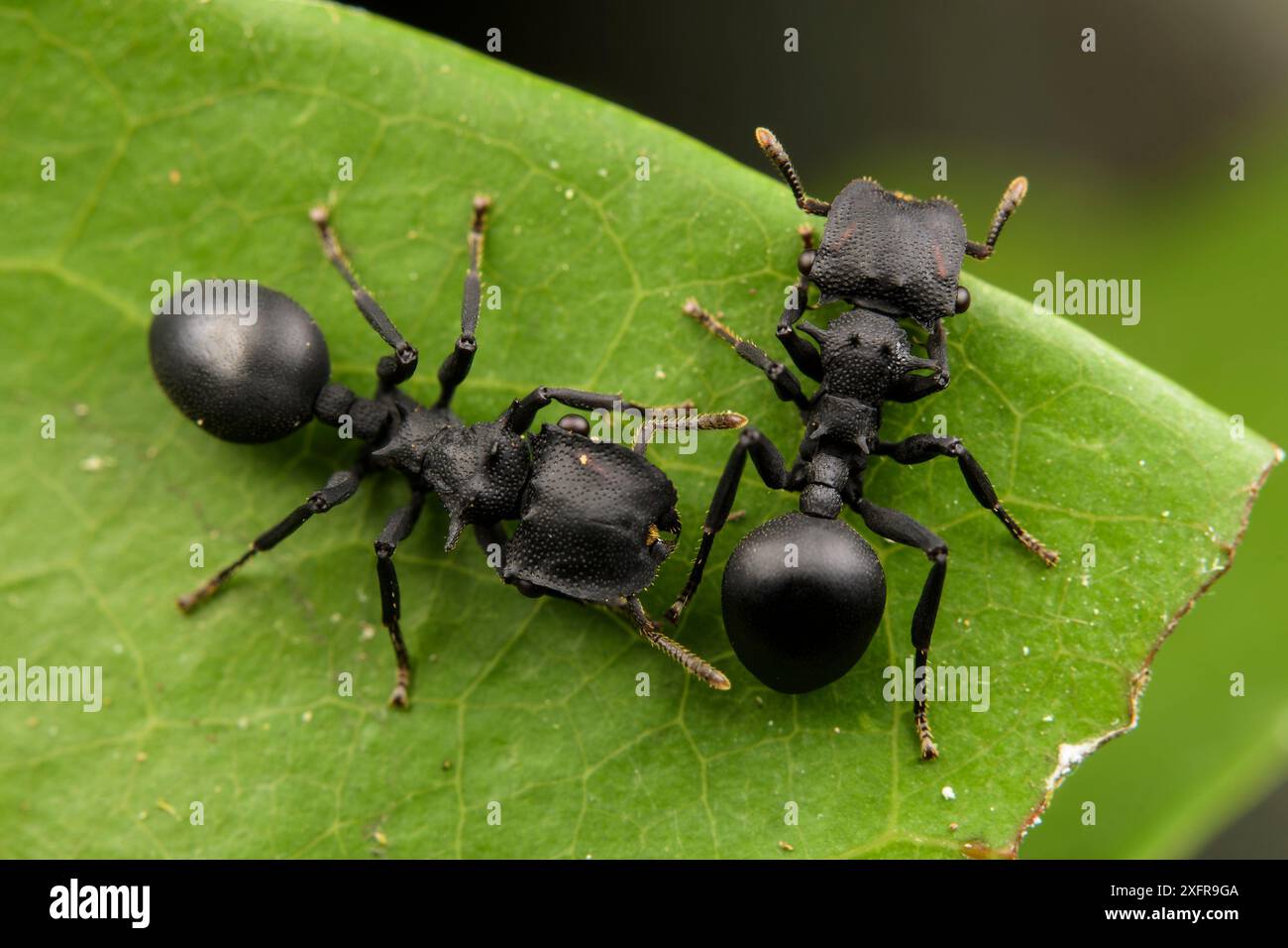 Ants (Cephalotes atratus) grooming each other, Los Amigos Biological ...