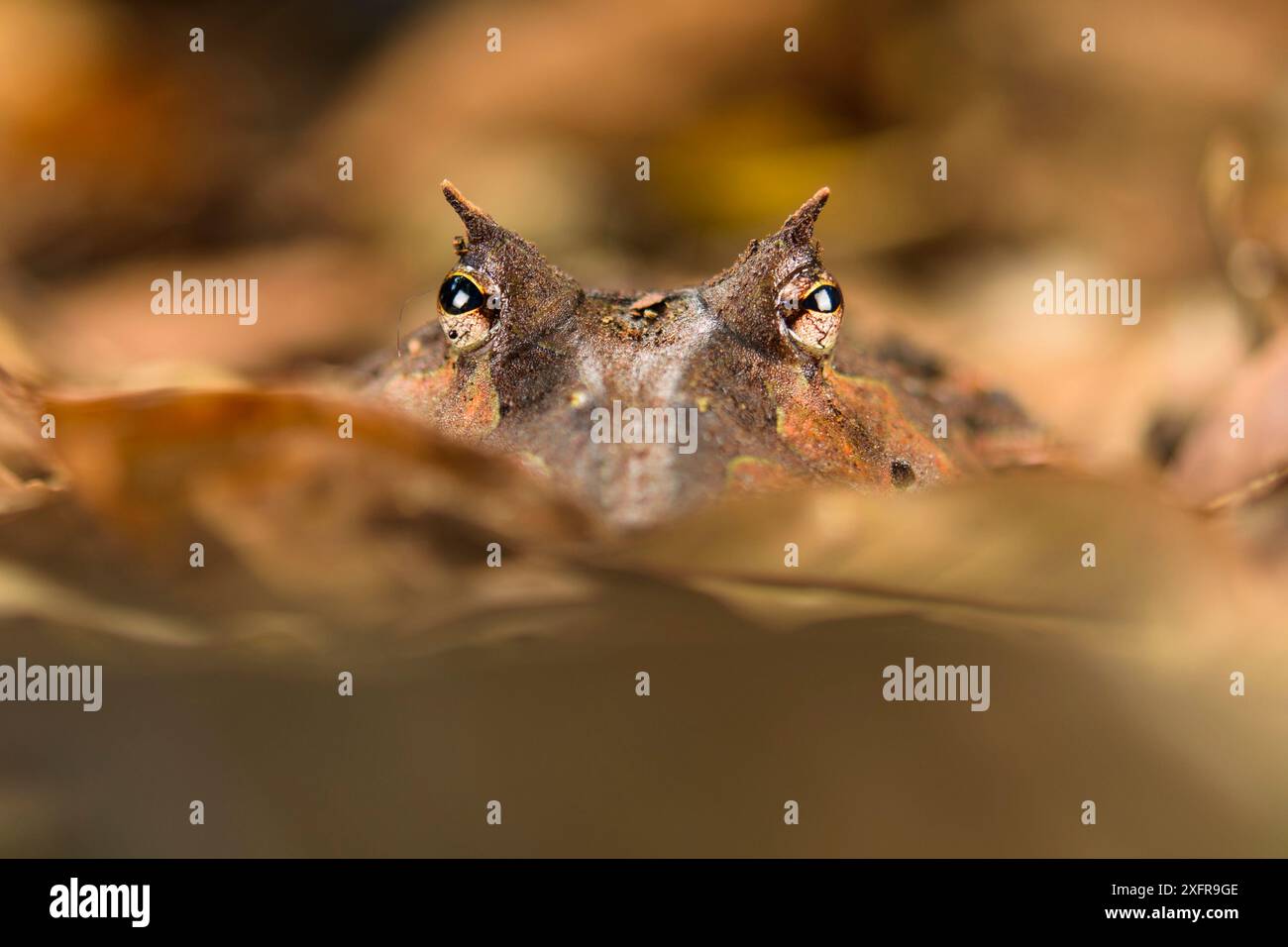 Peruvian horned frog (Ceratophrys cornuta) peering above leaf litter ...