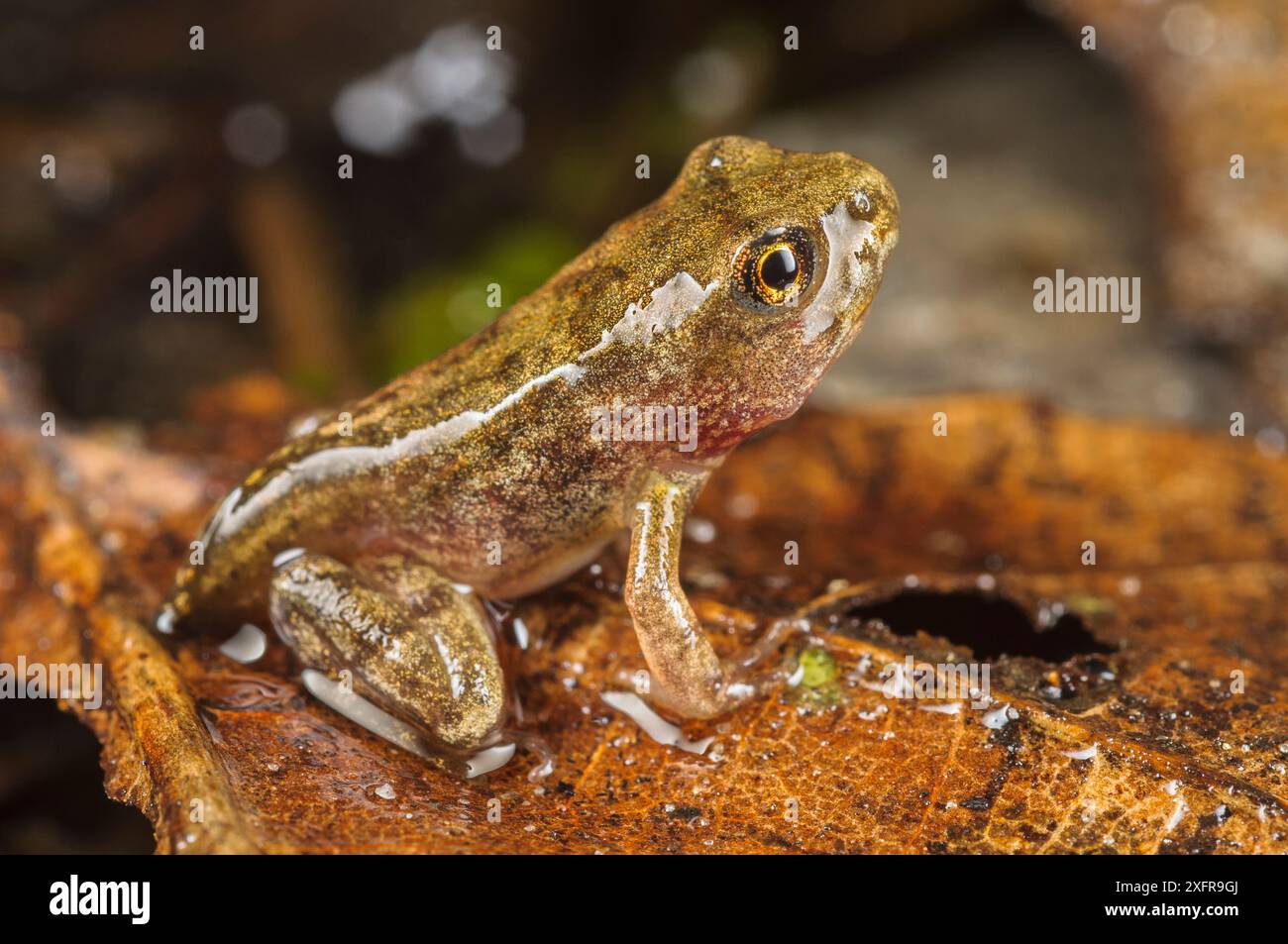 Common frog (Rana temporaria) froglet, Aveto Regional Park, Italy, July ...