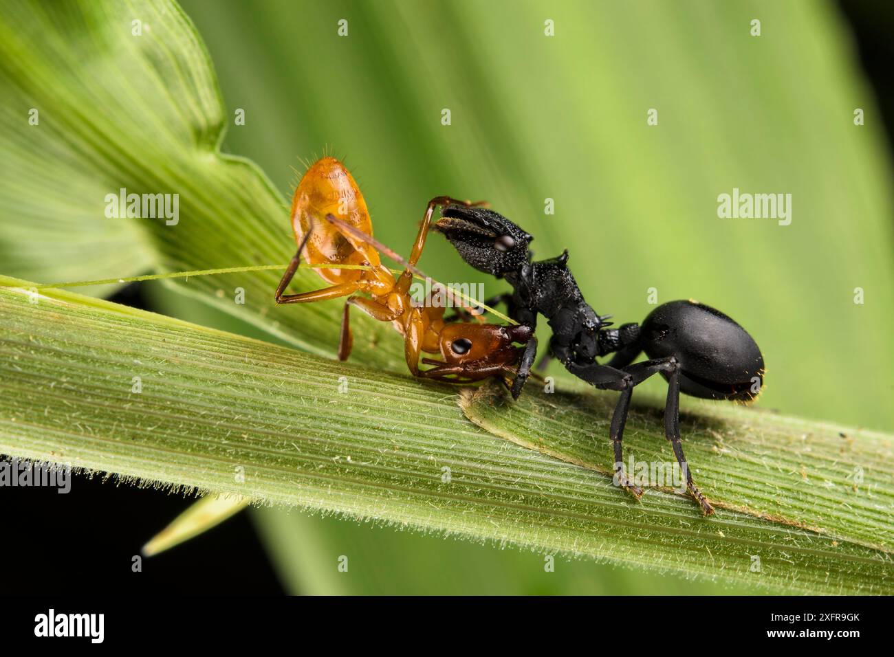 Peruvian invertebrates hi-res stock photography and images - Alamy