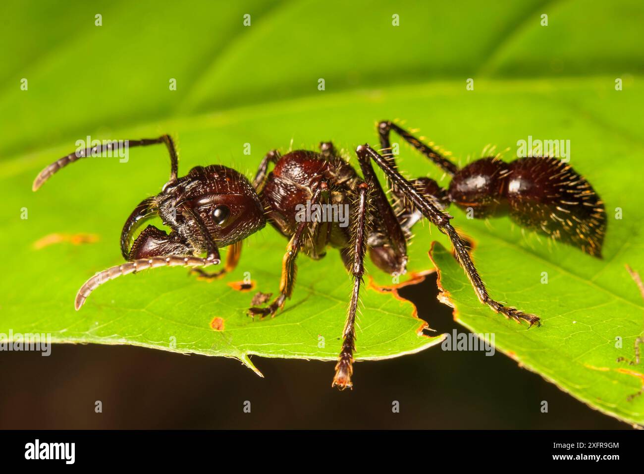 Bullet ant (Paraponera clavata), Los Amigos Biological Station, Peru ...