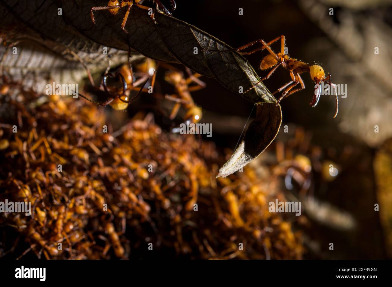 Army ants (Eciton hamatum) soldiers on the foreground patrolling near ...