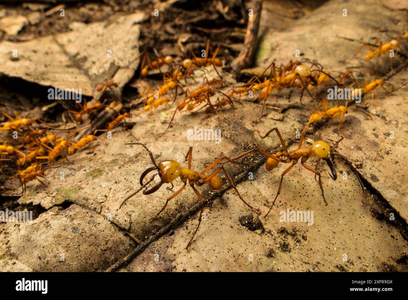 Army ants (Eciton hamatum) soldiers patrolling near the pathway of ...