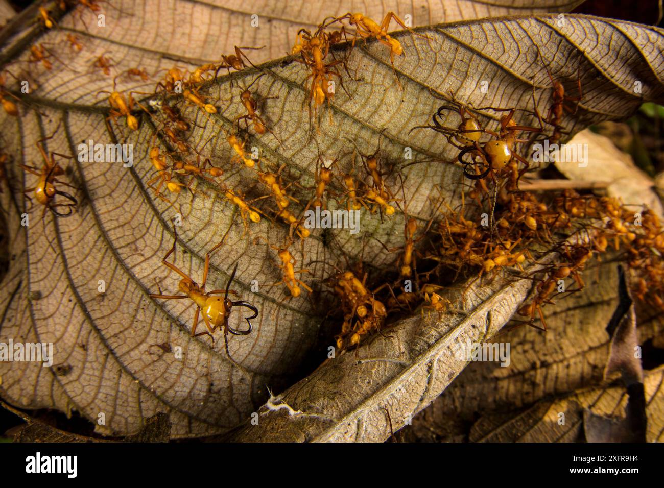 Army ants (Eciton hamatum) soldiers patrolling near the pathway of ...
