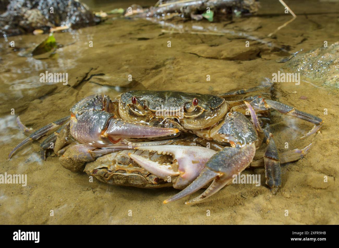 Freshwater crab (Potamon fluviatile), mating pair, Italy, September ...