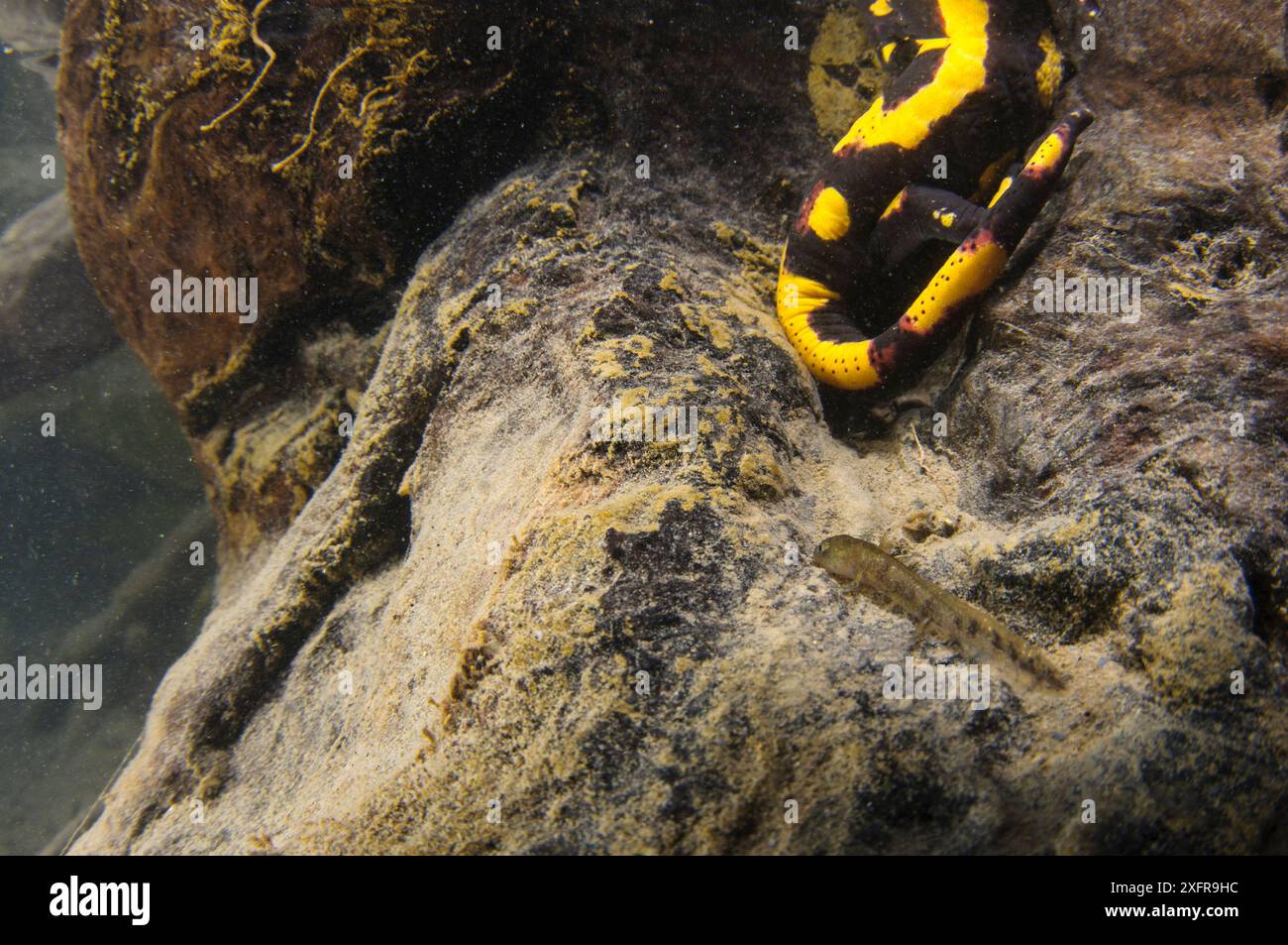 Fire salamander (Salamandra salamandra) giving birth to its larva ...