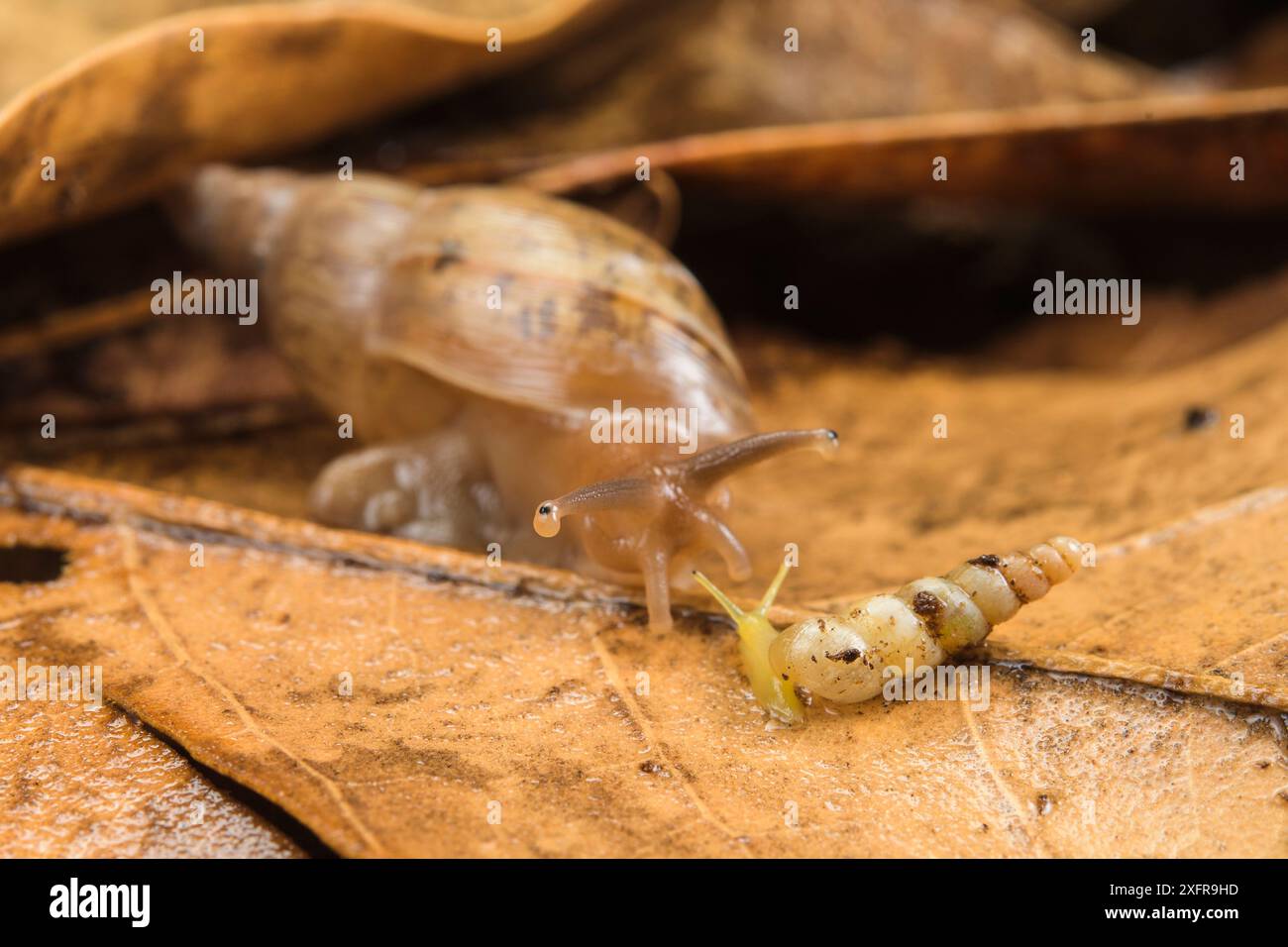 Carnivorous land snail hi-res stock photography and images - Alamy