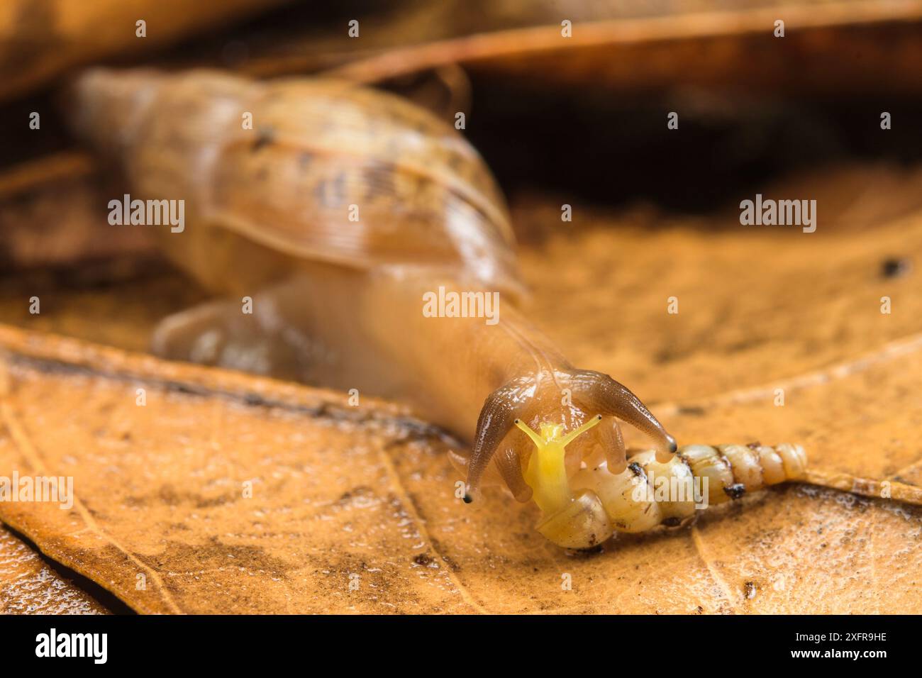 Carnivorous land snail hi-res stock photography and images - Alamy