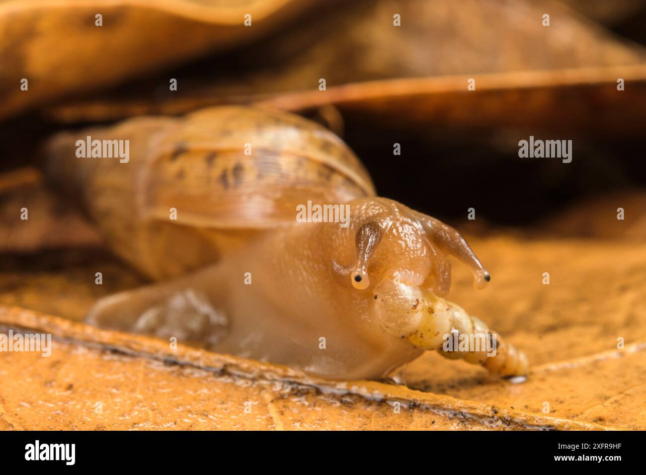 Carnivorous snail (Euglandina sp) preying upon another land snail, Peru ...