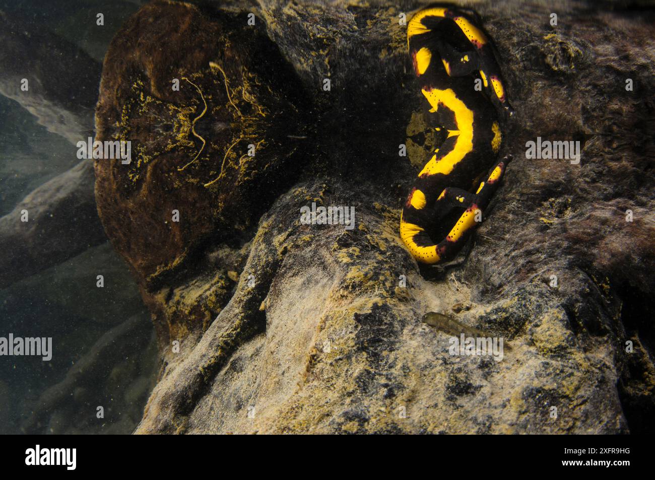 Fire salamander (Salamandra salamandra) giving birth to its larva ...
