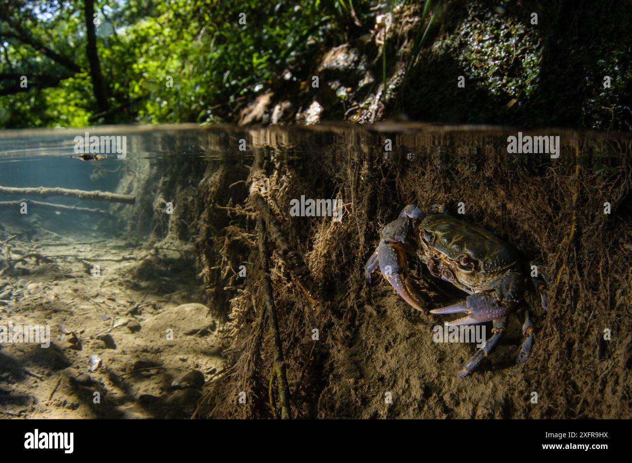 Freshwater crab (Potamon fluviatile), adult male at the entrance of its burrow, Tuscany, Italy ...