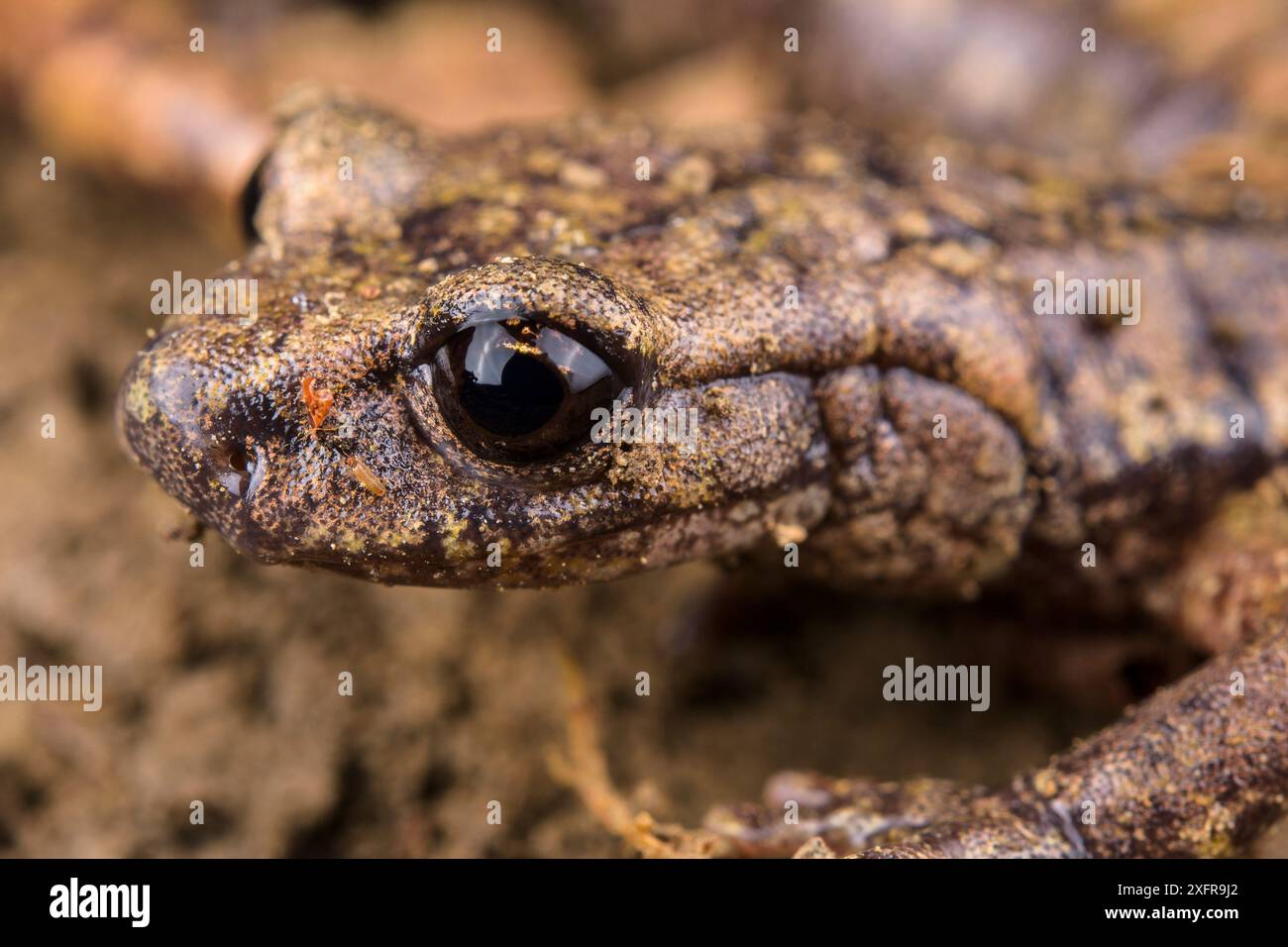 Cave salamanders hi-res stock photography and images - Alamy