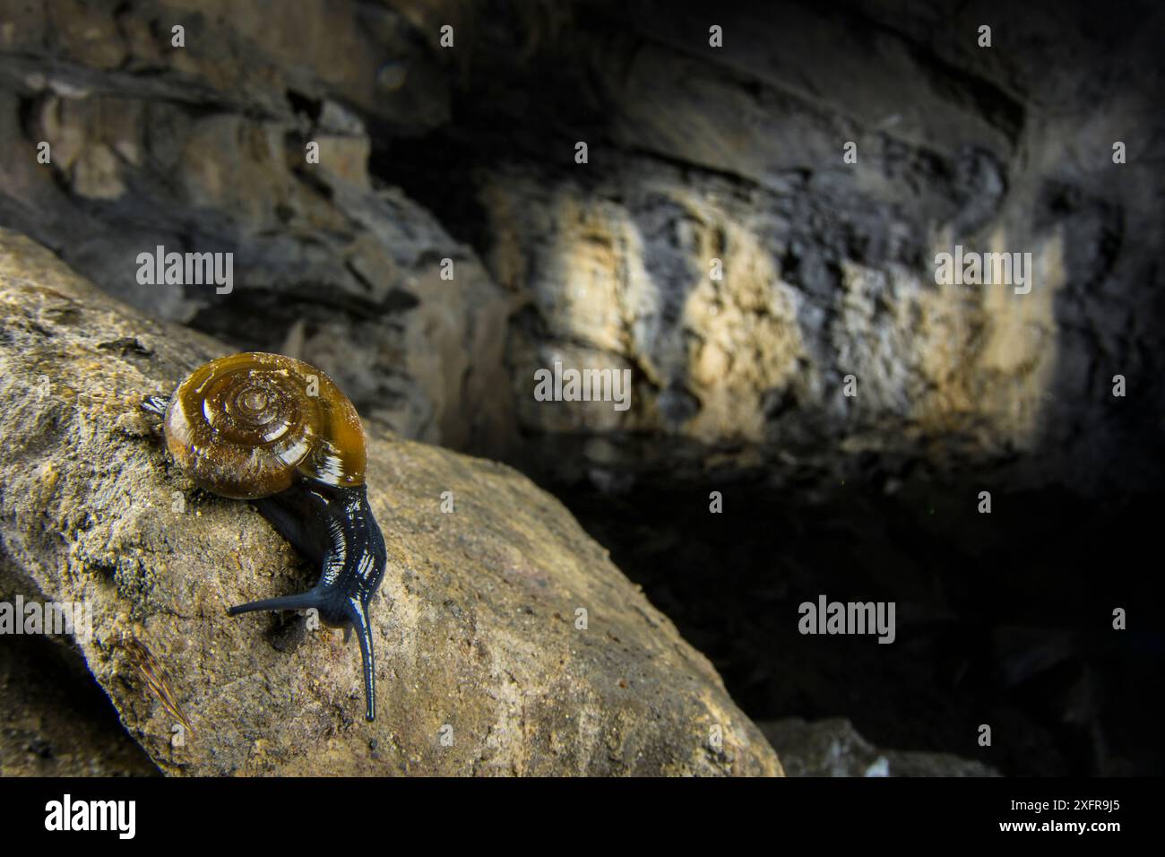 Oxychilus draparnaudi hi-res stock photography and images - Alamy