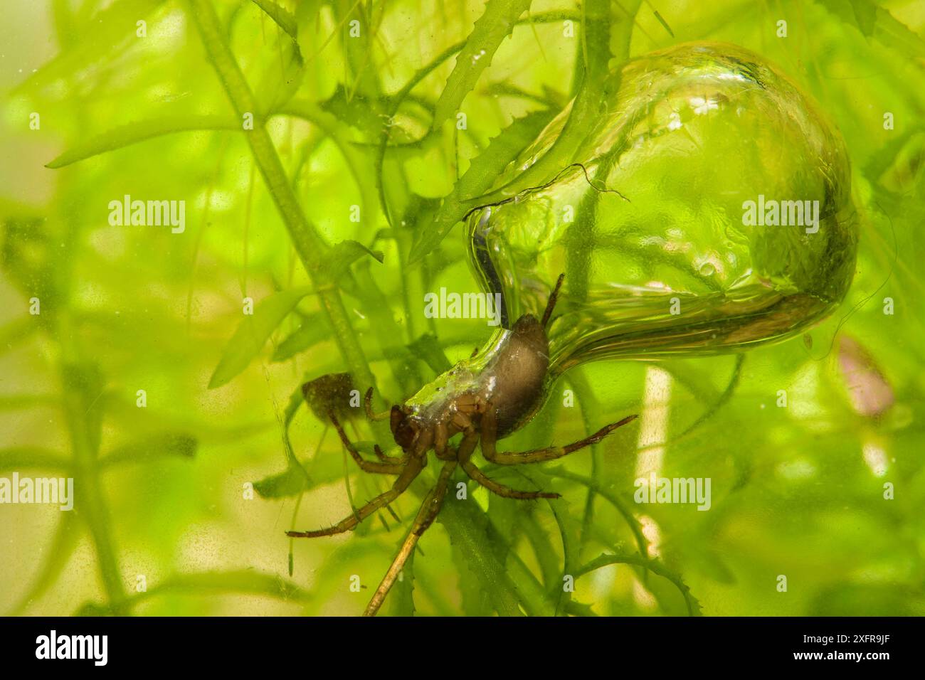 Bell spider (Argyroneta aquatica) with its air bubble underwater, Italy ...