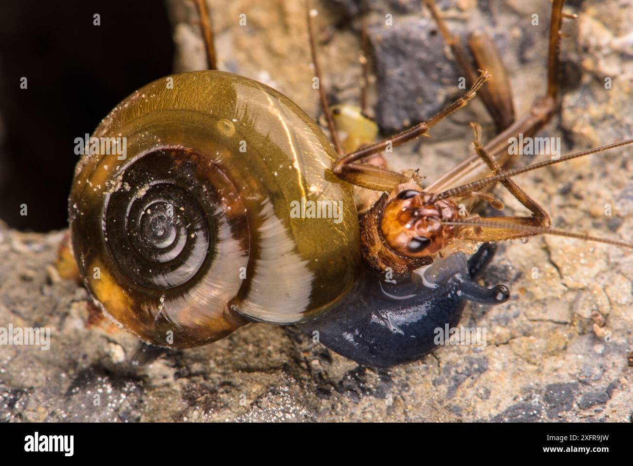Carnivorous land snail (Oxychilus sp.) eating a cave cricket ...