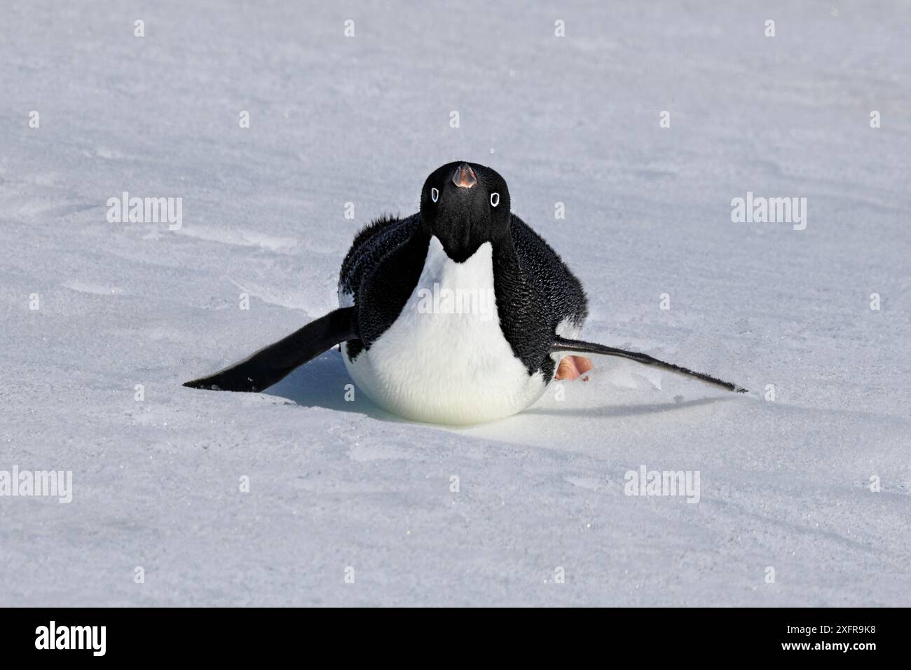 Penguin on its belly hi-res stock photography and images - Alamy