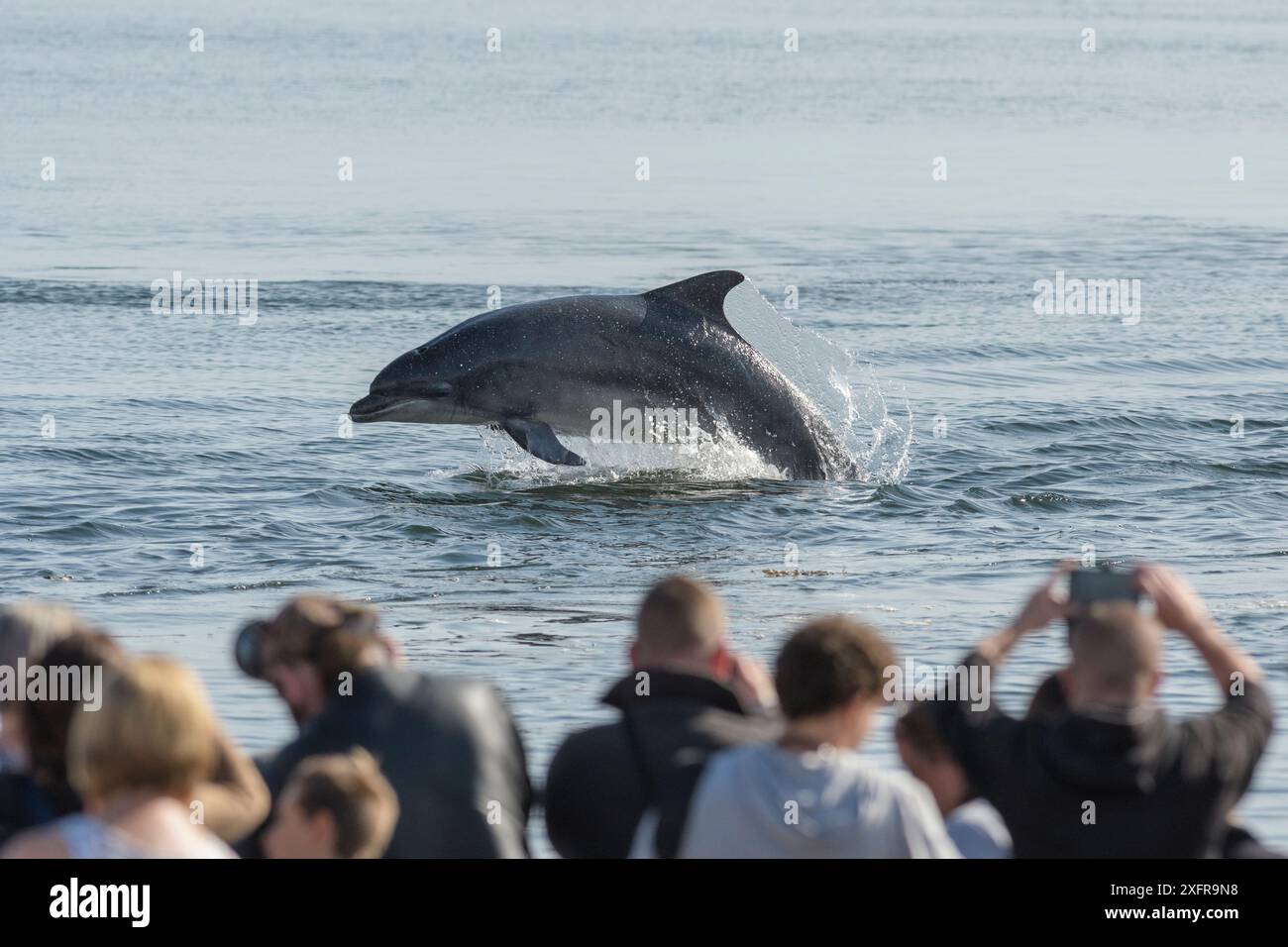 People watching Bottlenose dolphin (Tursiops truncatus) from the beach ...