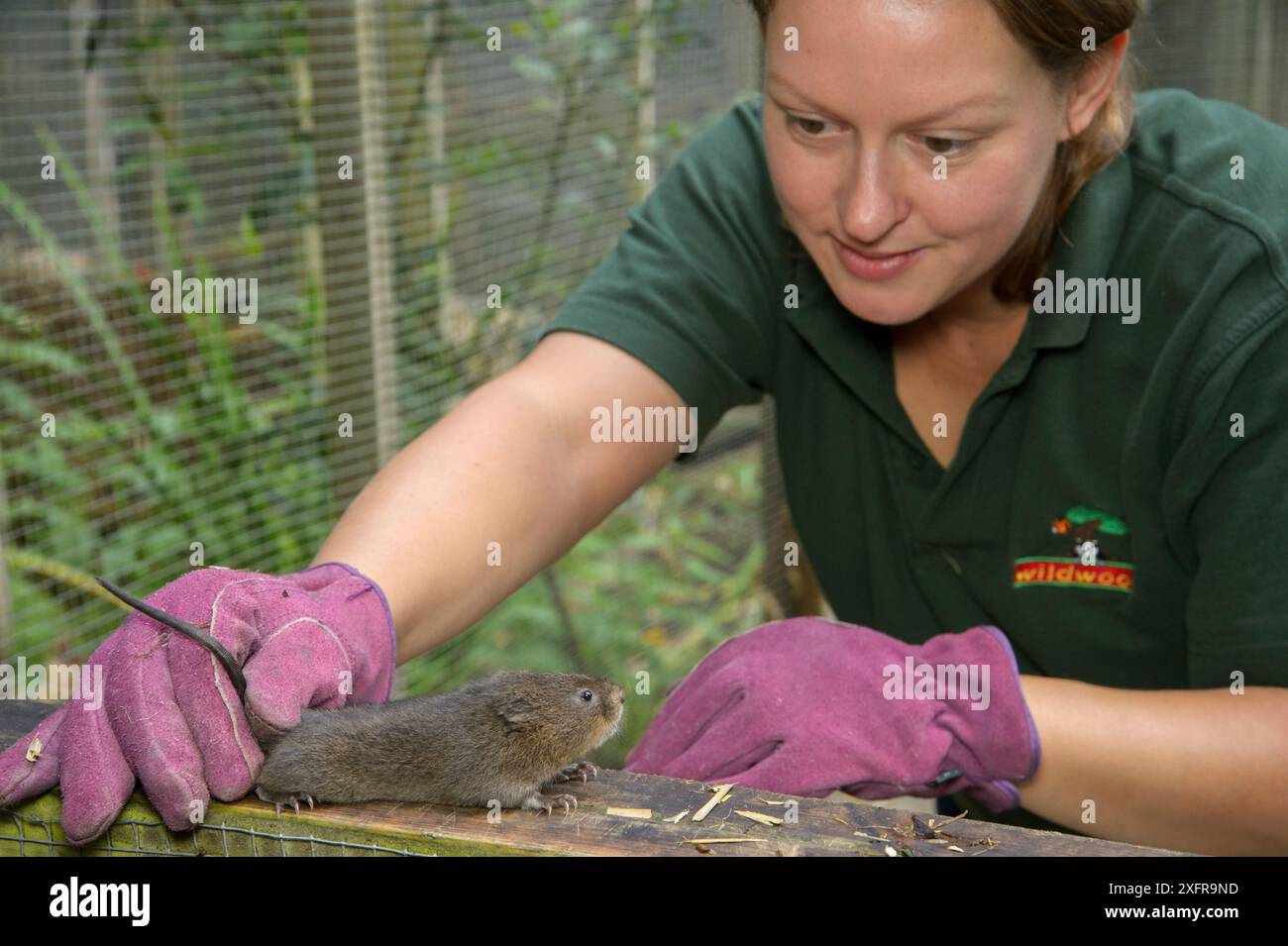 Water vole (Arvicola amphibius) reintroduction at Sevenoaks Wildlife ...