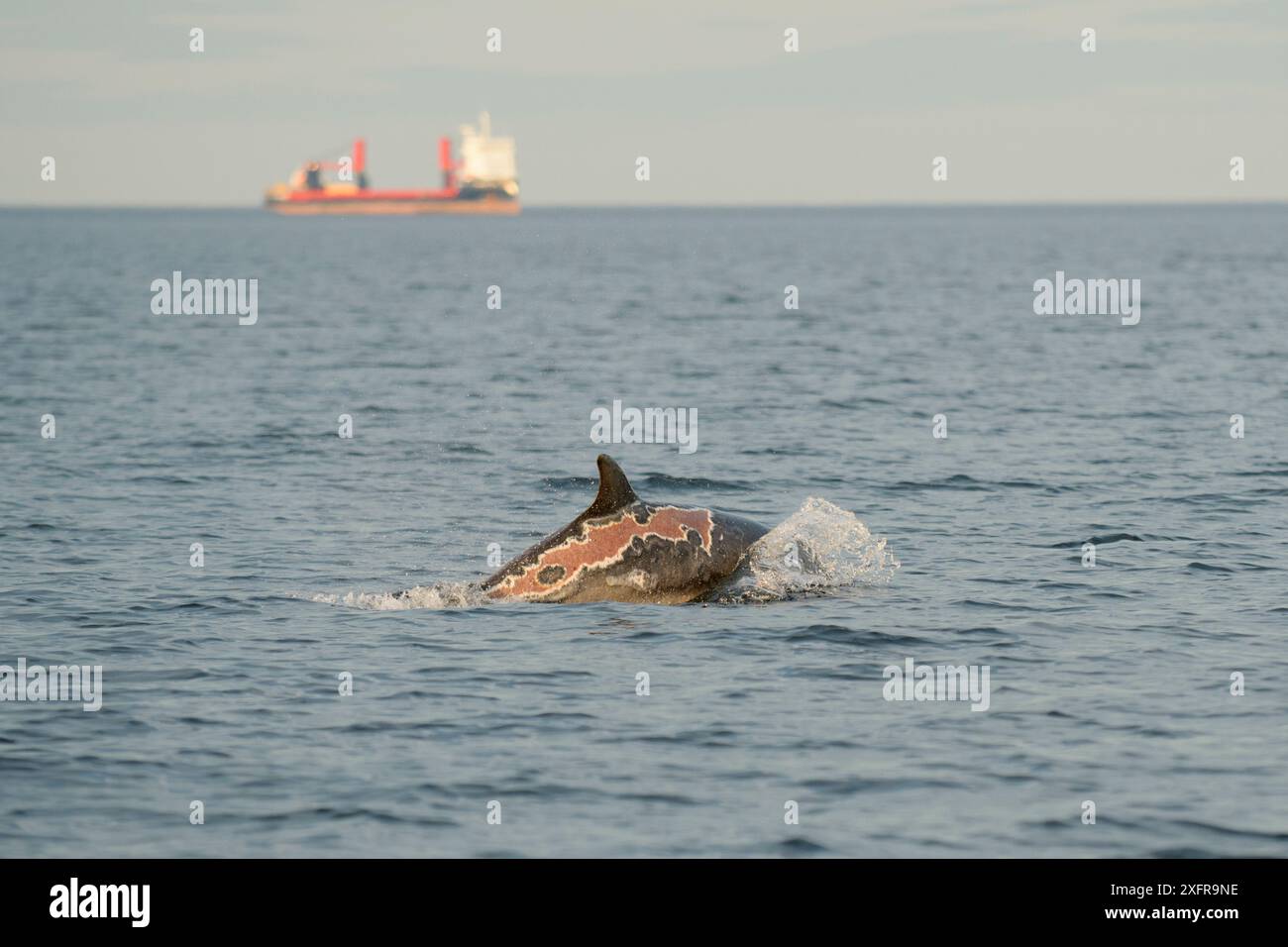 Dolphin stranding uk hi-res stock photography and images - Alamy