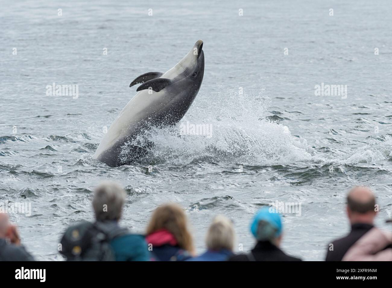 People watching Bottlenose dolphin (Tursiops truncatus) playing in water from the beach ...