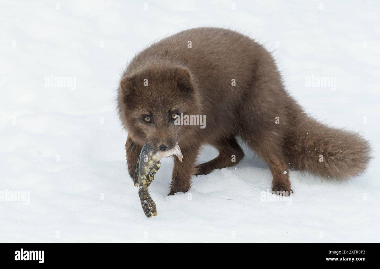 Arctic fox (Vulpes lagopus) blue colour morph female with lumpsucker ...