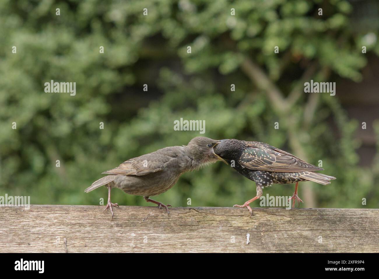 Starling (Sturnus vulgaris) feeding fledgling chick in urban garden ...