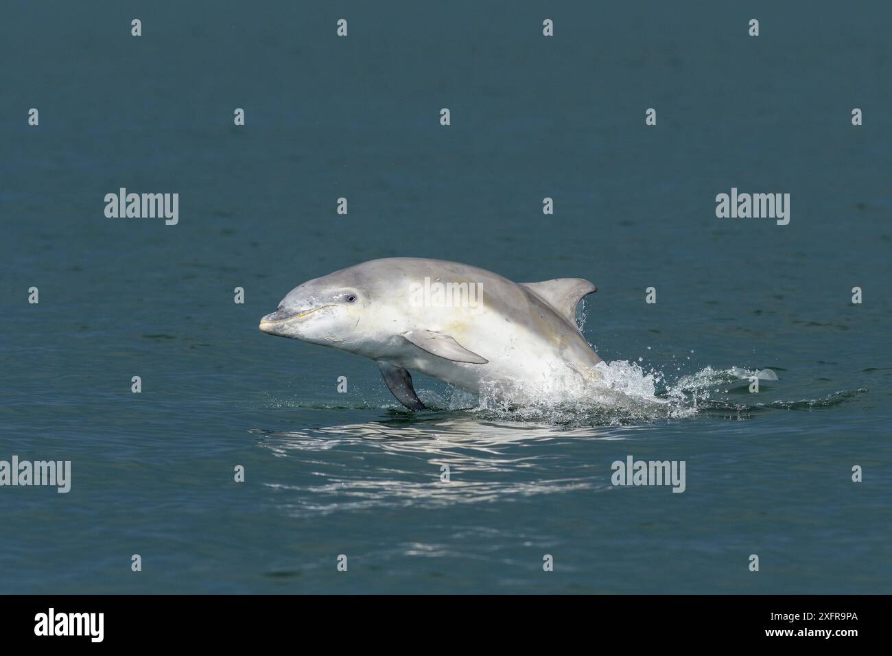 Bottlenose dolphin (Tursiops truncatus) porpoising, Moray Firth ...