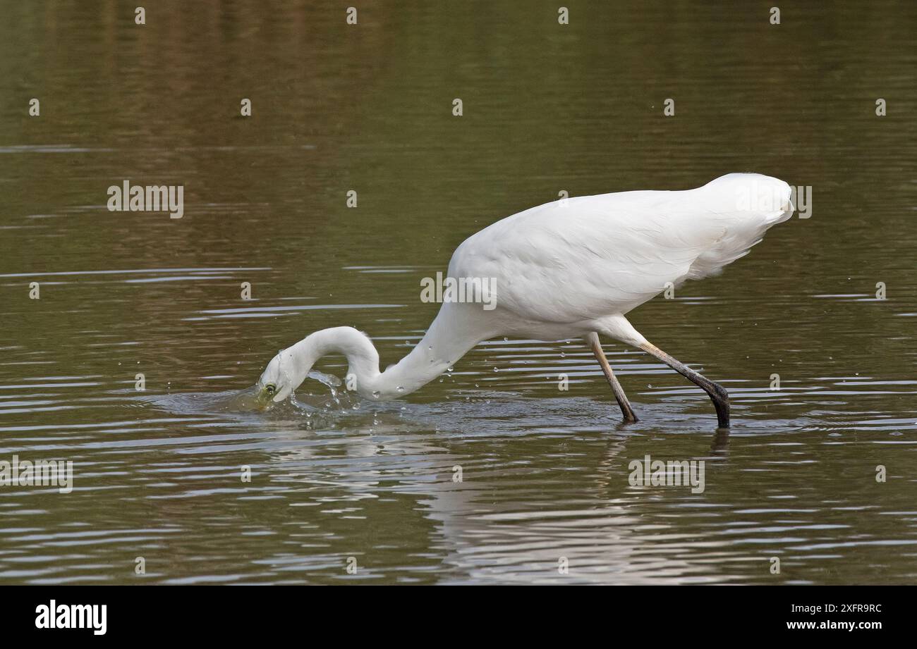 Great white egret (Egretta alba) hunting, Le Cherine Nature Reserve, La ...
