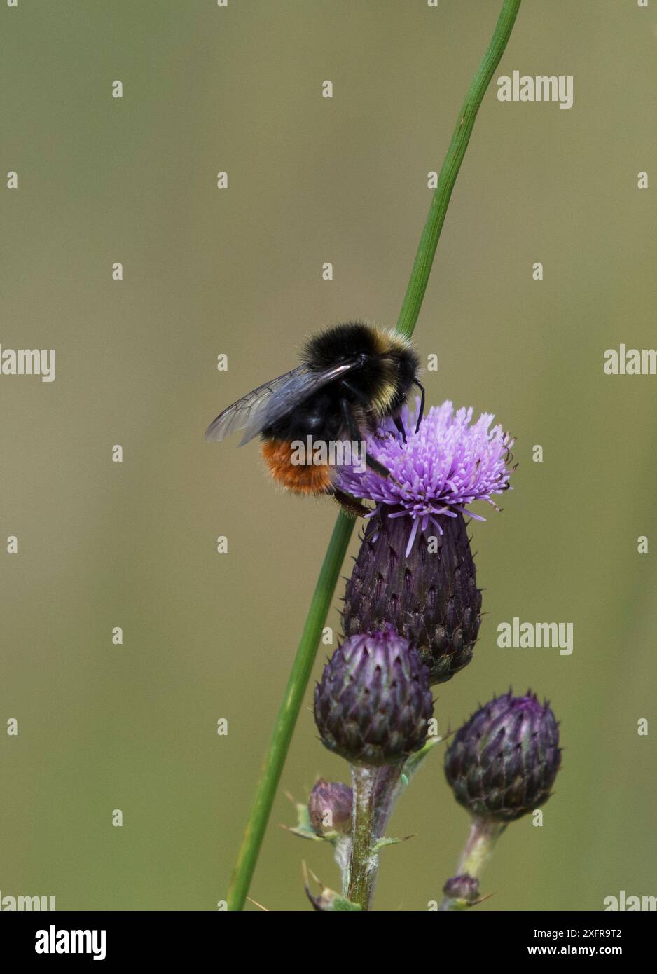 Red-tailed bumblebee (Bombus lapidarius) feeding on nectar from a ...