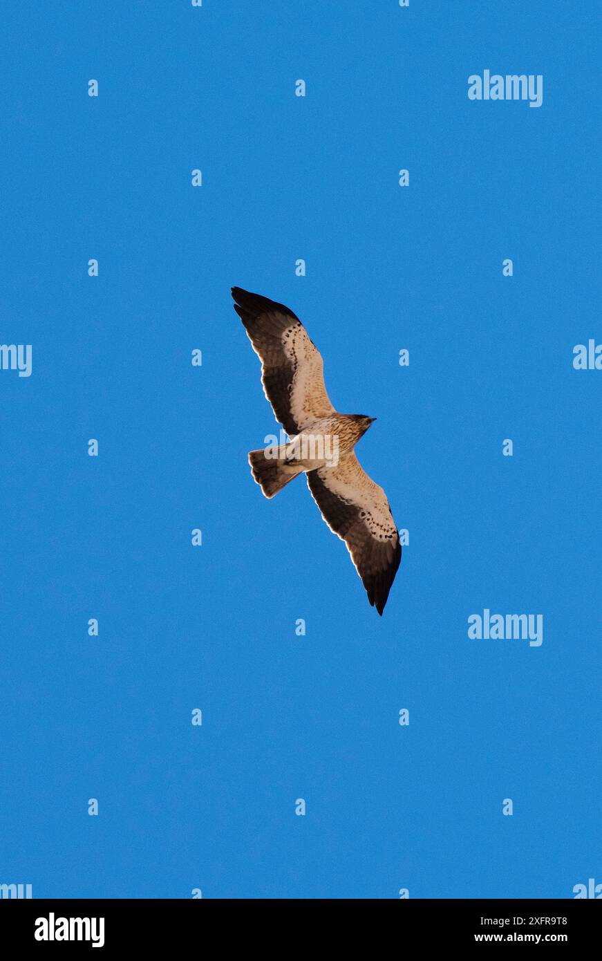 Booted eagle portugal hi-res stock photography and images - Alamy