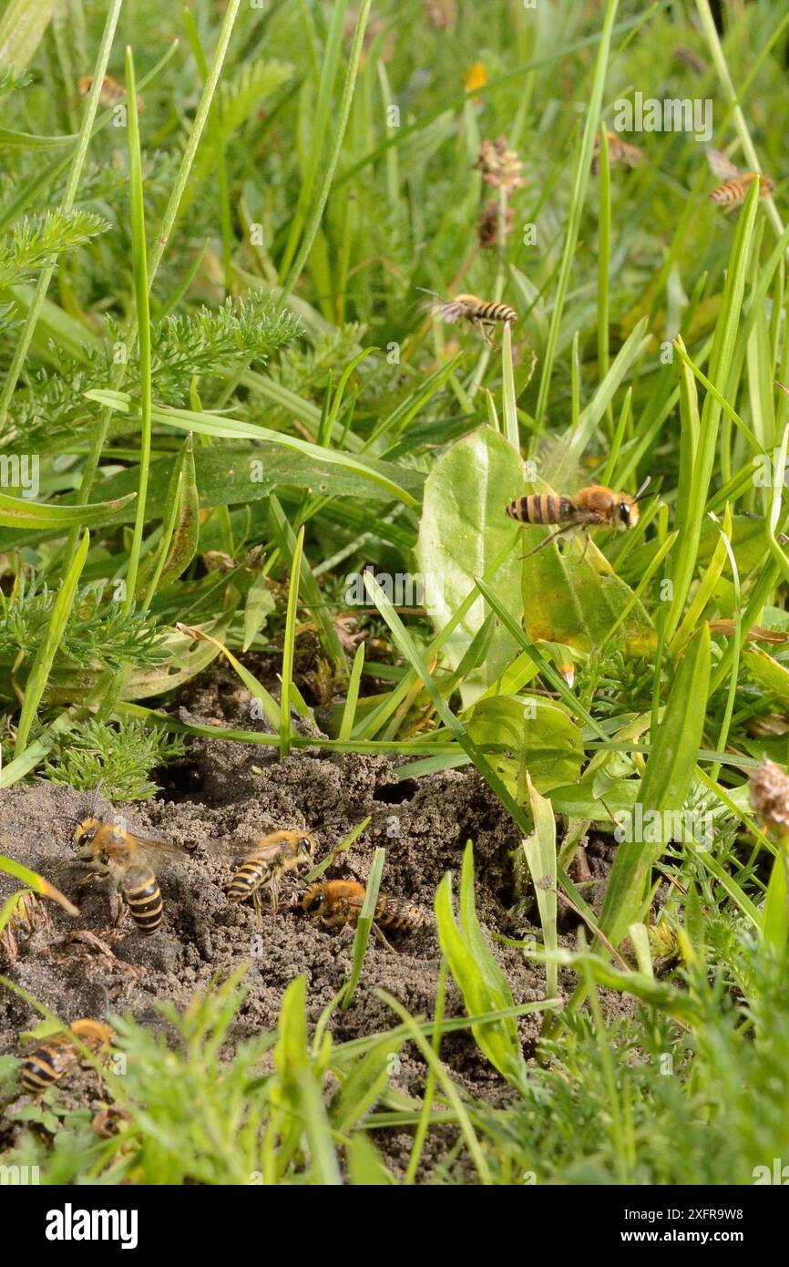 Colletidae group hi-res stock photography and images - Alamy