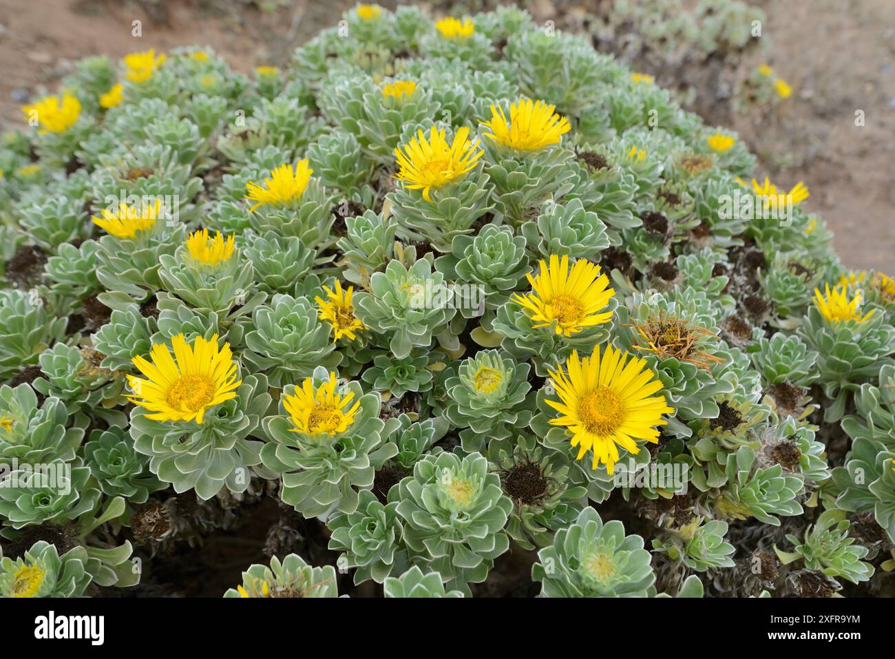 Canary Island Daisy (Asteriscus sericeus / Nauplius sericeus), a ...