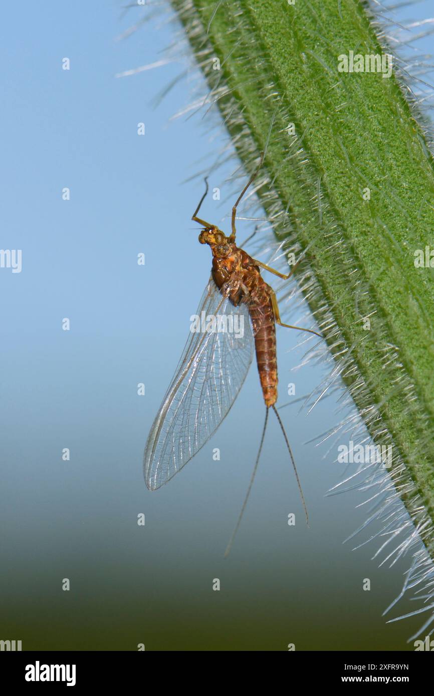 Pond olive mayfly (Cloeon dipterum) female on a nettle stem, Wiltshire ...