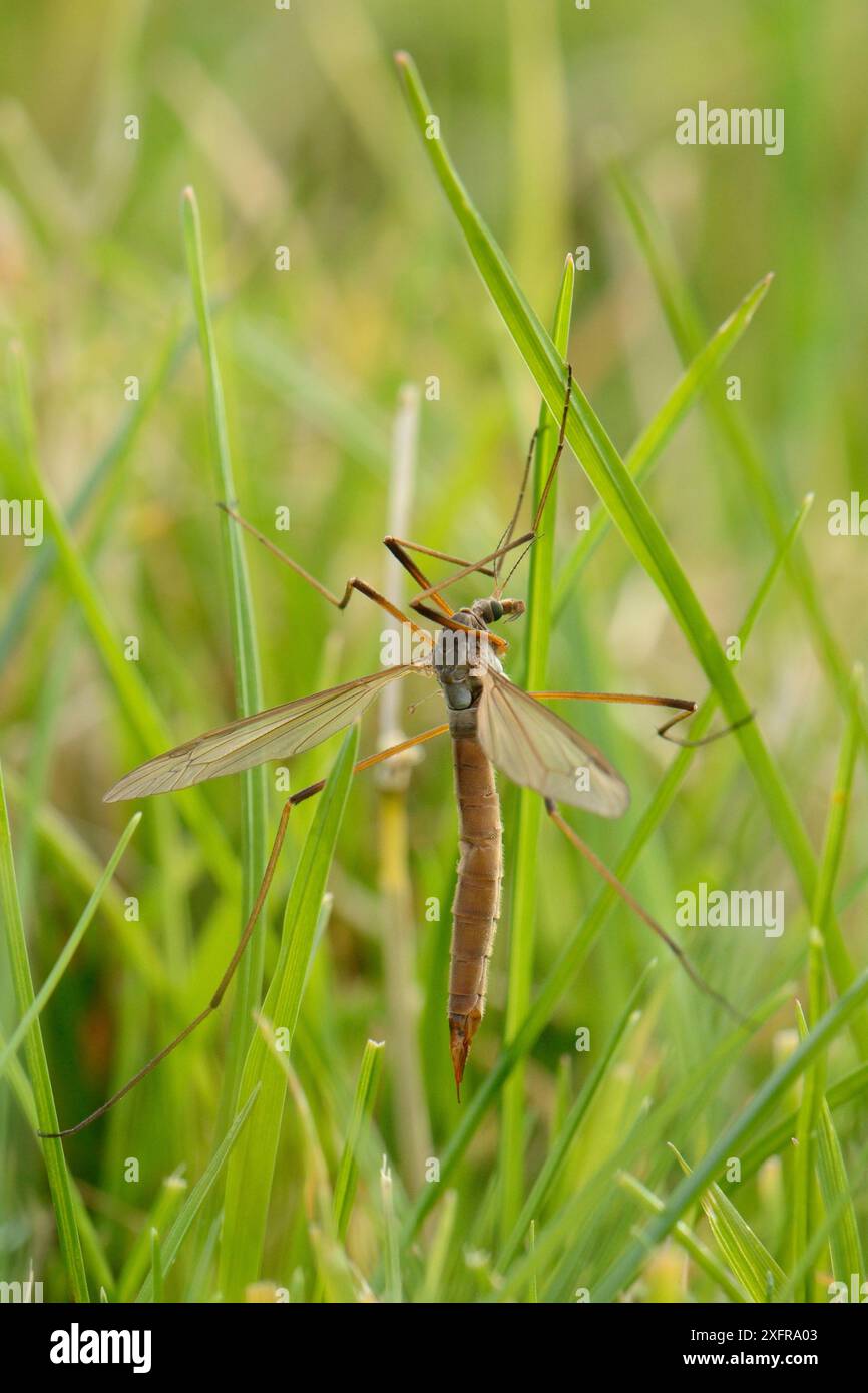 Common European crane fly / Daddy long legs (Tipula paludosa) recently ...