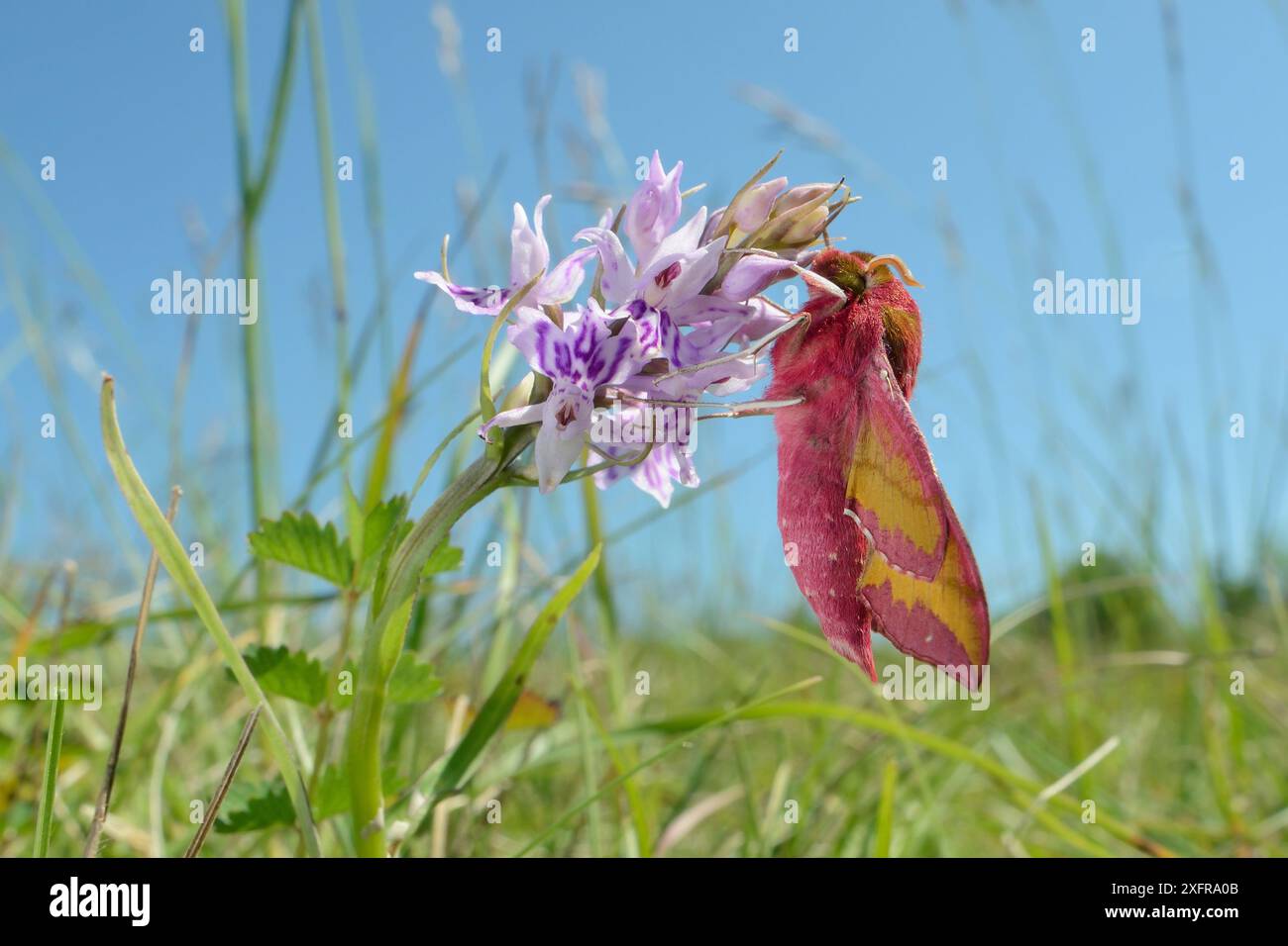 Small elephant hawk-moth (Deilephila porcellus) on Common spotted ...